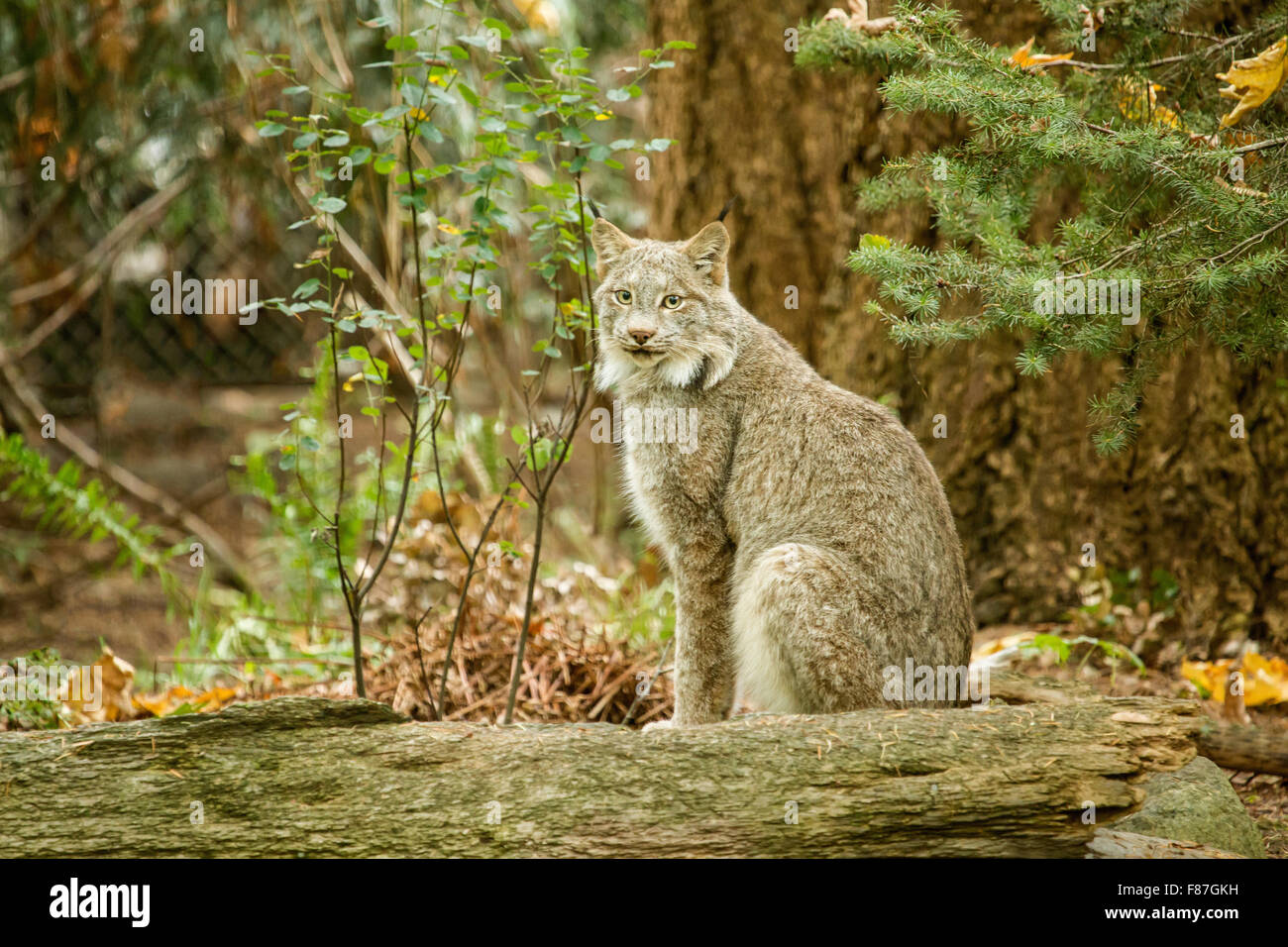 Canada Lynx Lynx Canadensis In Stock Photos & Canada Lynx Lynx ...