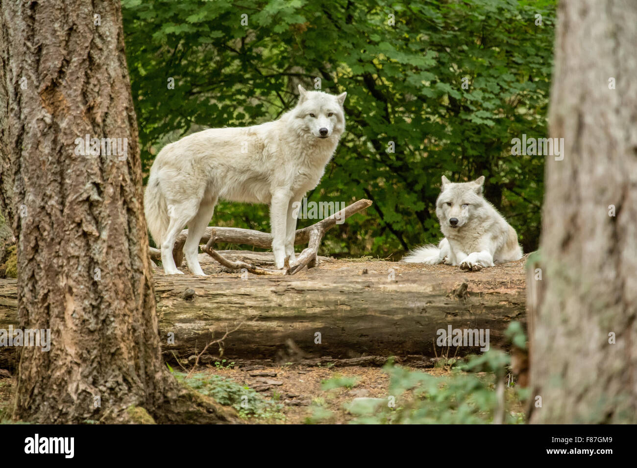 North american timber wolves hi-res stock photography and images - Alamy