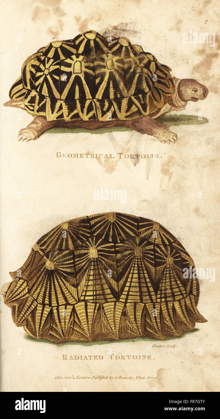 Geometric tortoise, Psammobates geometricus (Testudo geometrica ...