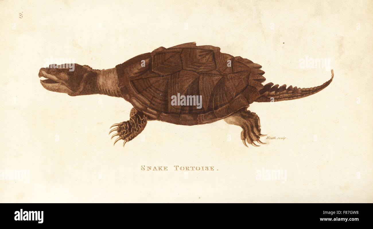 Common snapping turtle, Chelydra serpentina (Snake tortoise, Testudo ...