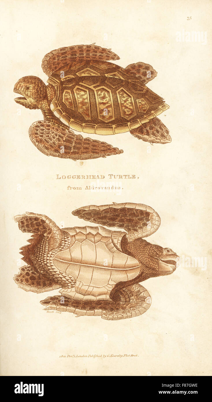 Loggerhead sea turtle, Caretta caretta (loggerhead turtle, Testudo ...