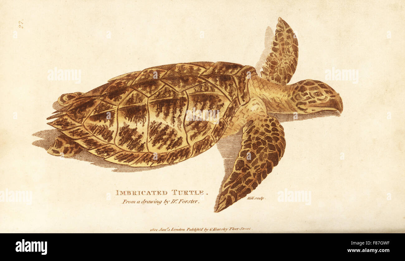 Hawksbill Sea Turtle Drawing