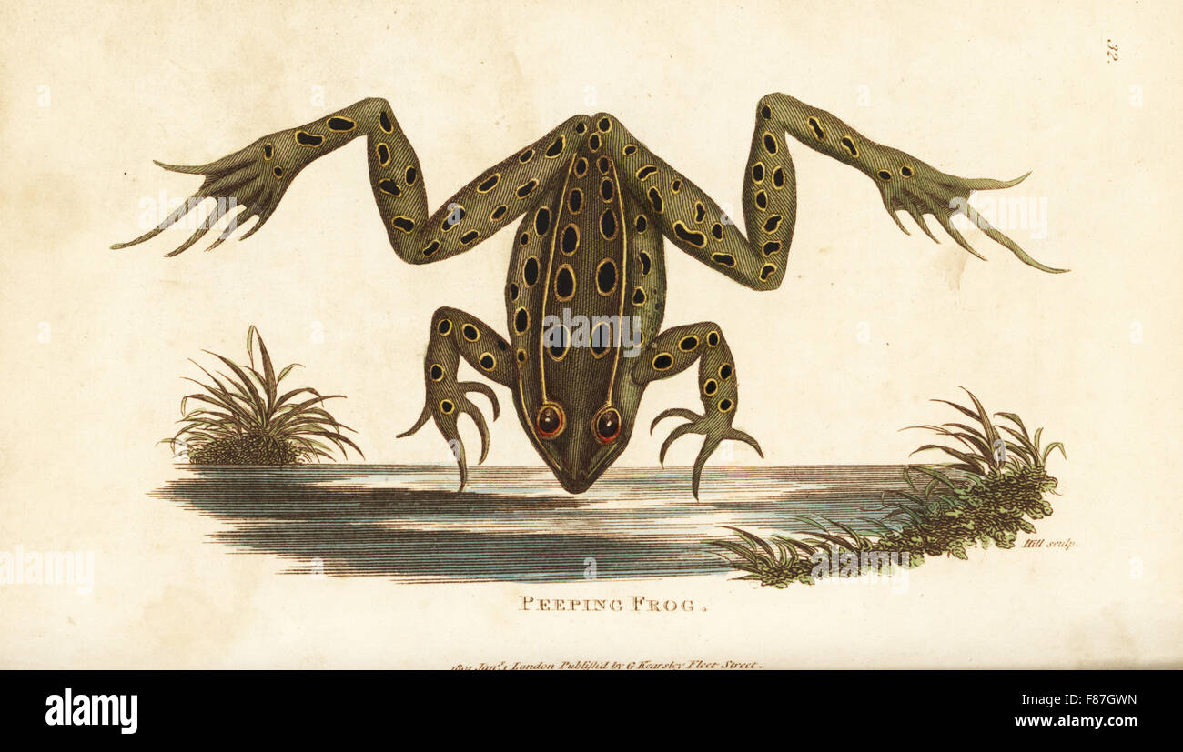 Leopard frog engraving hi-res stock photography and images - Alamy