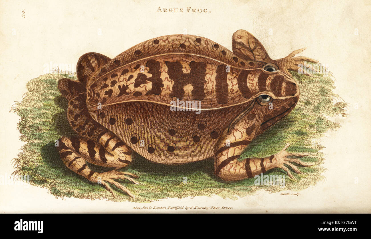 Jamaican laughing frog hi-res stock photography and images - Alamy