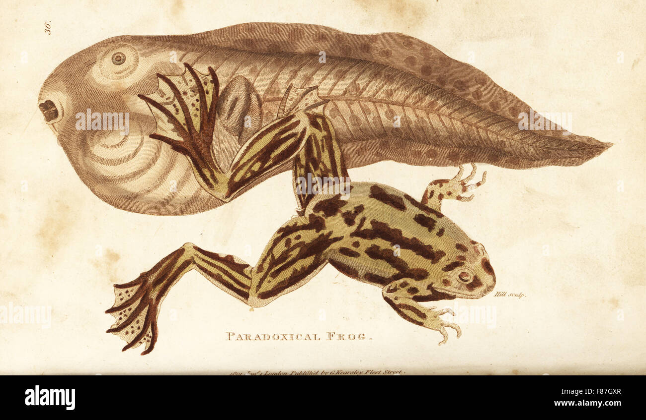Paradoxical frog or shrinking frog, Pseudis paradoxa (paradoxical frog ...