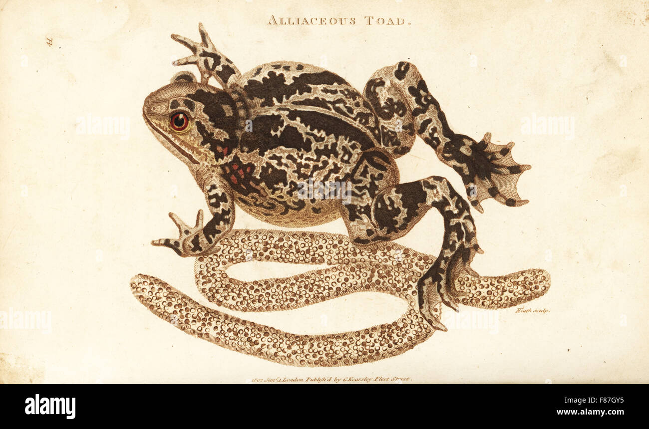 Spadefoot or garlic toad, Pelobates fuscus (alliaceous toad, Rana ...