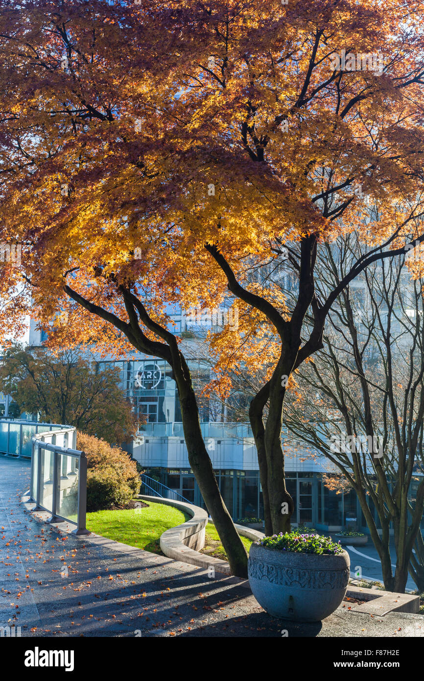 Japanese Maple tree back-lit by the rising sun in a city setting Stock ...