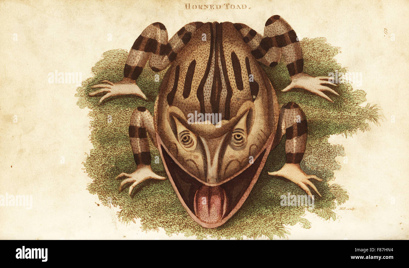 Surinam or Amazonian horned frog, Ceratophrys cornuta (Horned toad ...