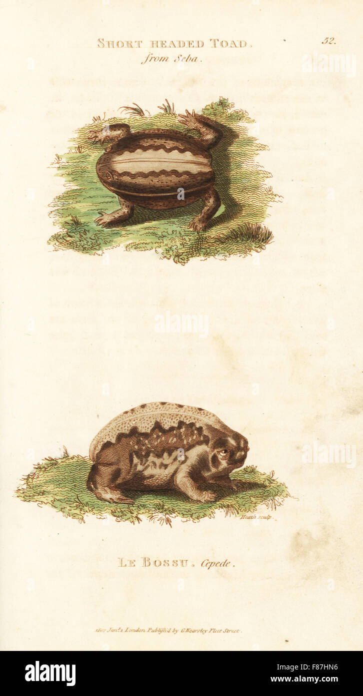 Rana gibbosa hi-res stock photography and images - Alamy