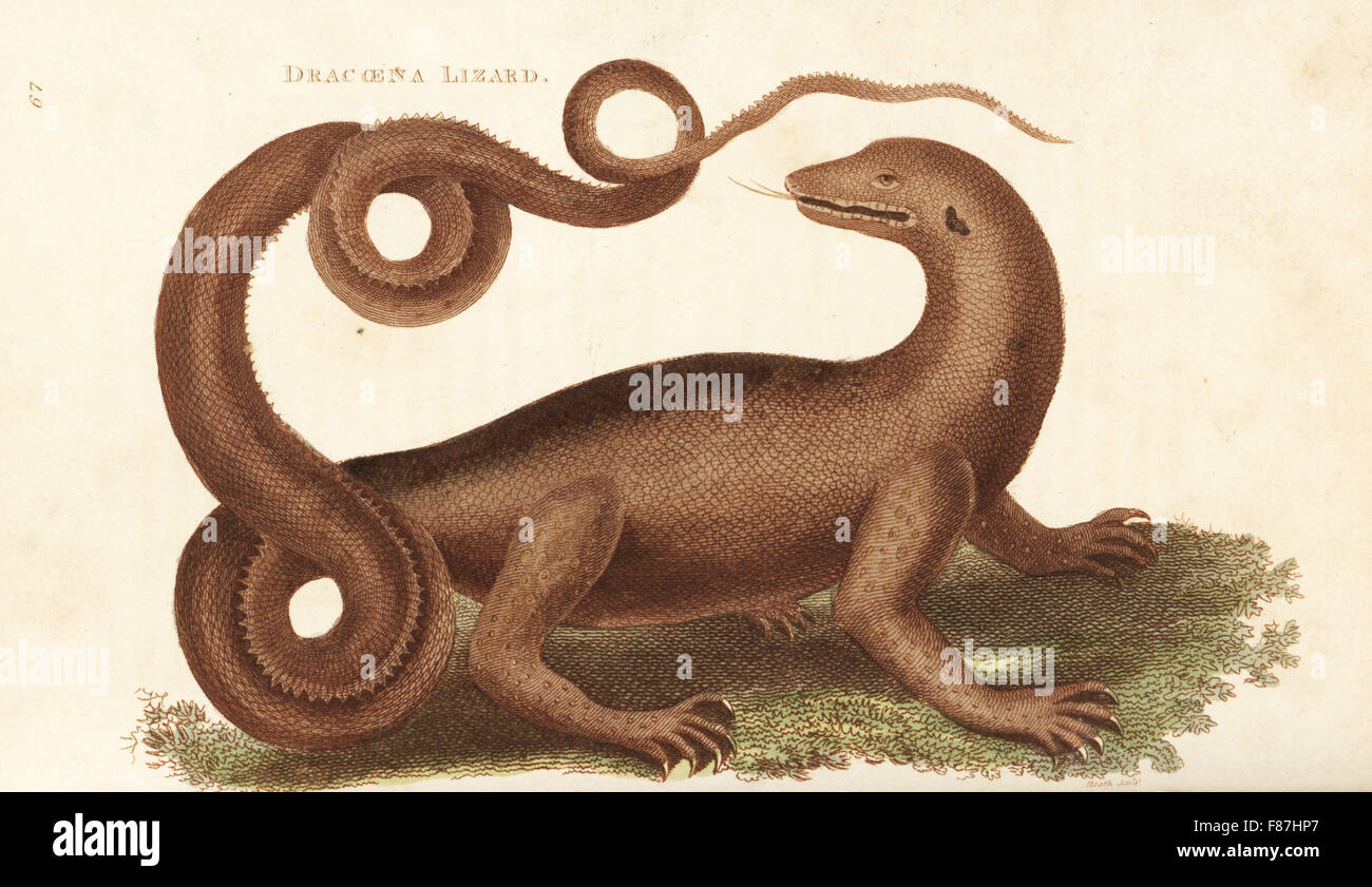 Guyana caiman lizard, Dracaena guianensis (dracaena lizard, Lacerta ...