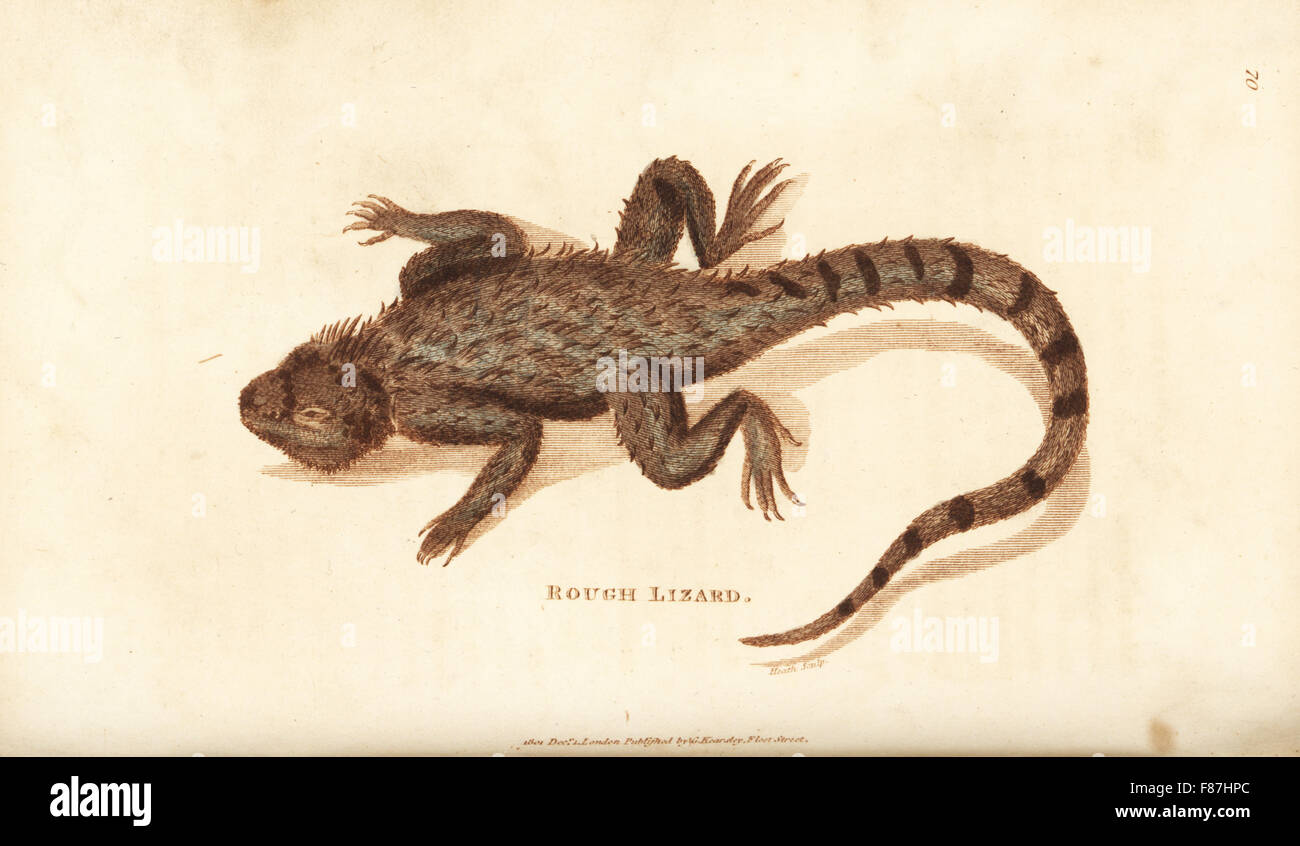 Starred agama, Stellagama stellio (rough lizard, Lacerta stellio ...