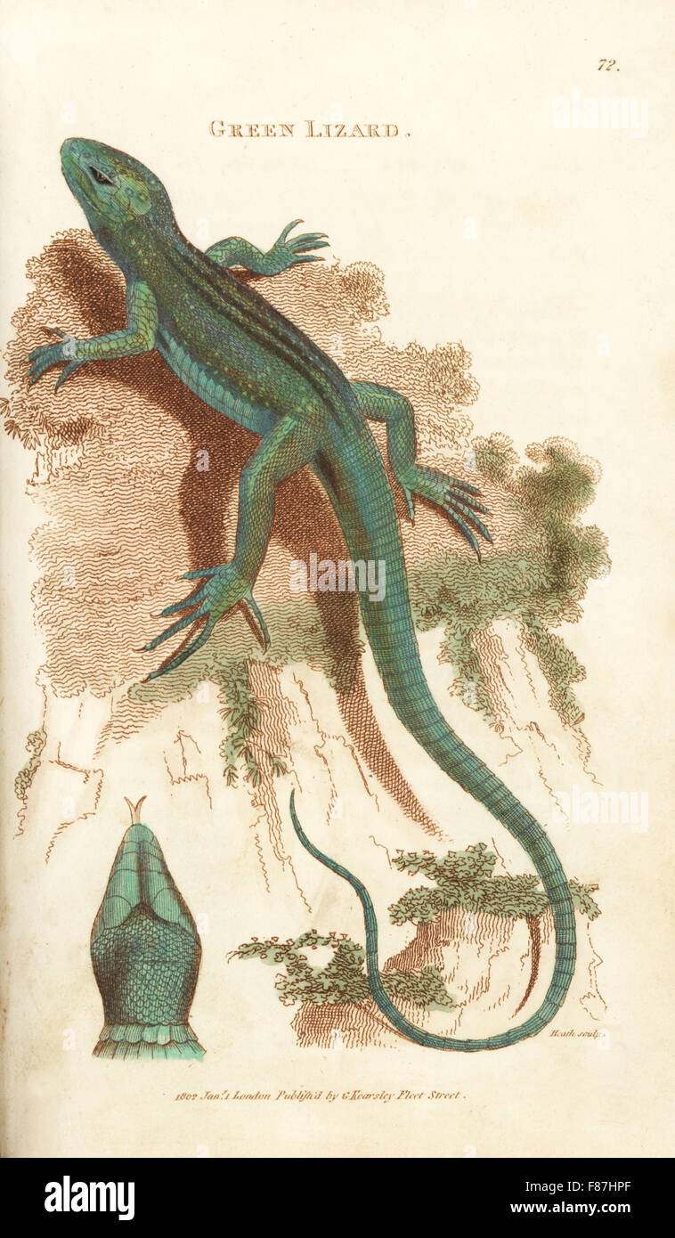 Sand lizard, Lacerta agilis (green lizard). Handcoloured copperplate ...