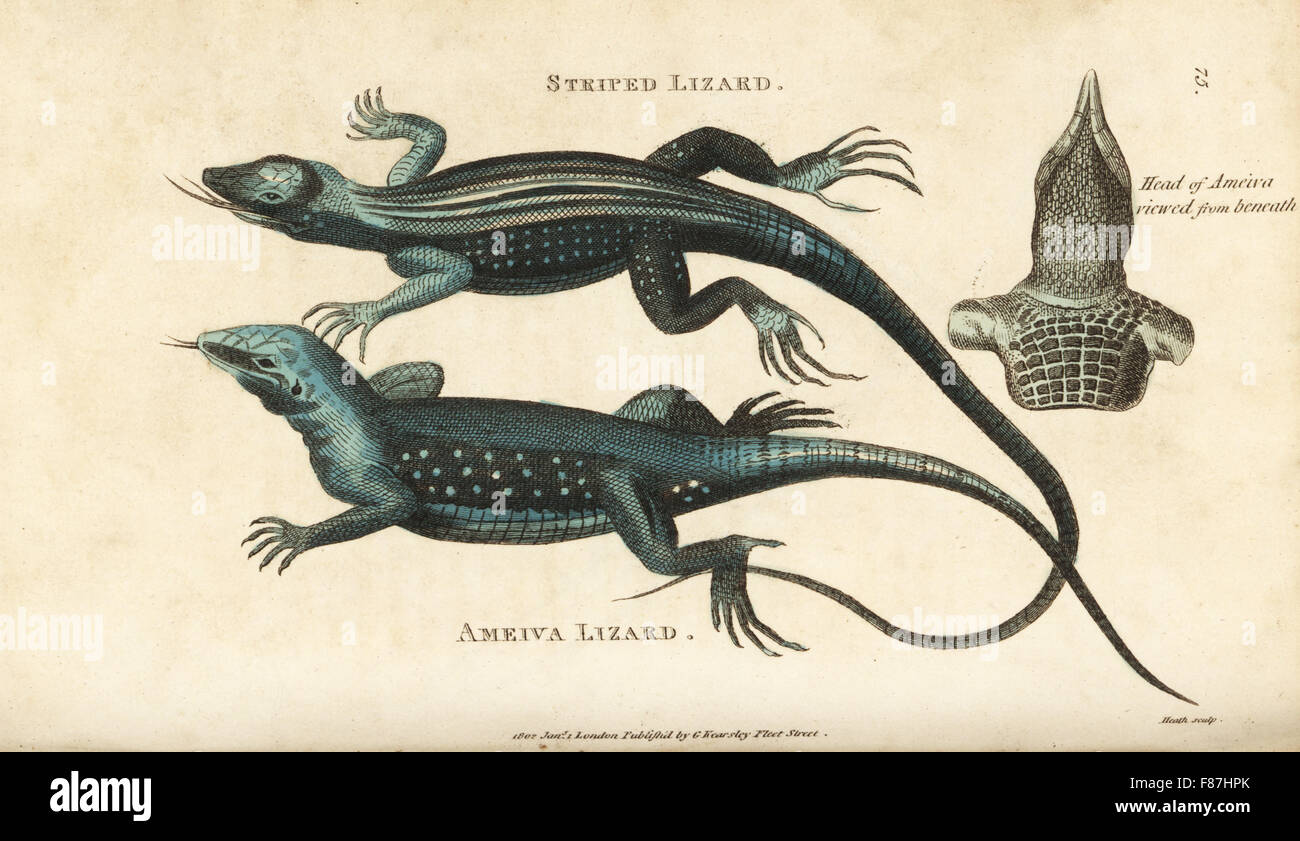 Whiptail Lizard Drawing