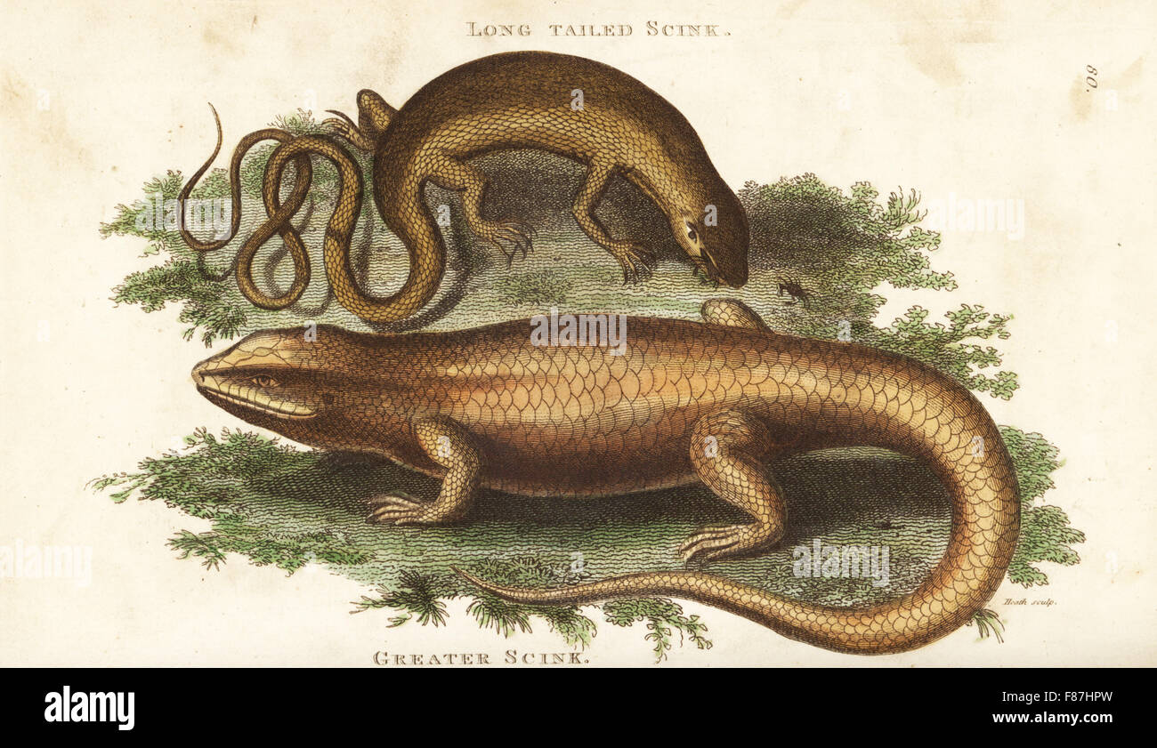 Unknown species of American lizard (long-tailed scink, Lacerta ...