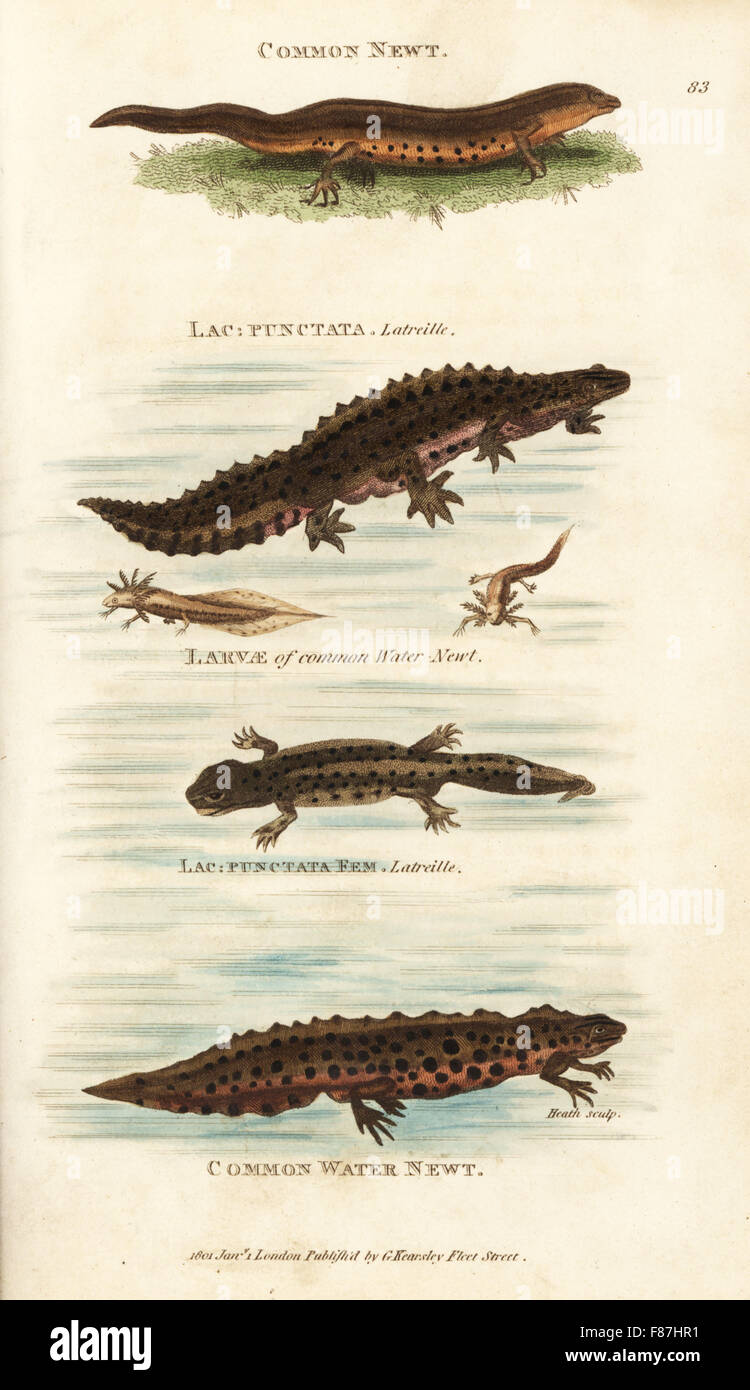 Smooth newt, male, female and larvae, Lissotriton vulgaris (as common ...