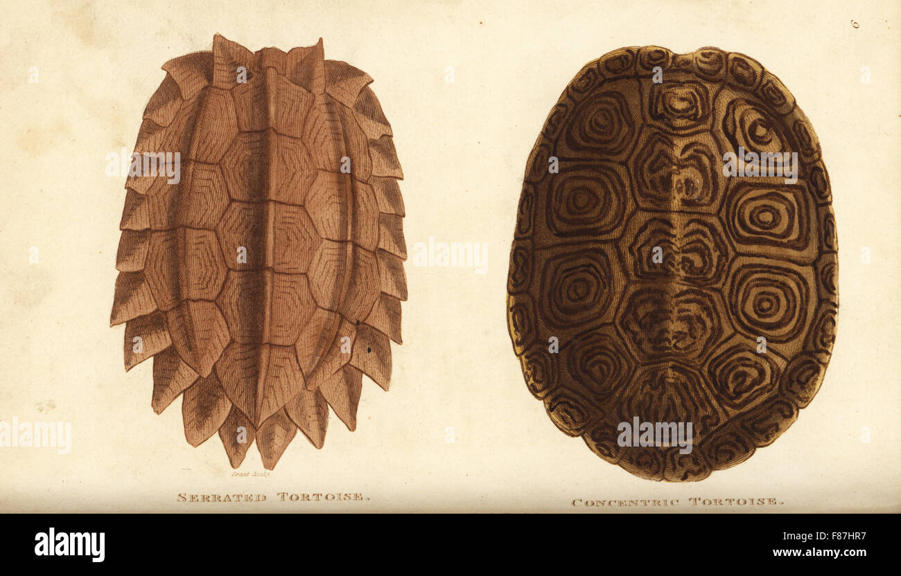 Serrated tortoise or Kalahari tent tortoise, Psammobates oculiferus ...