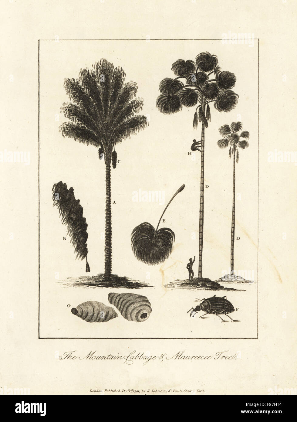 Mountain cabbage or Sierra palm, Prestoea acuminata, (trunk A, branch B ...