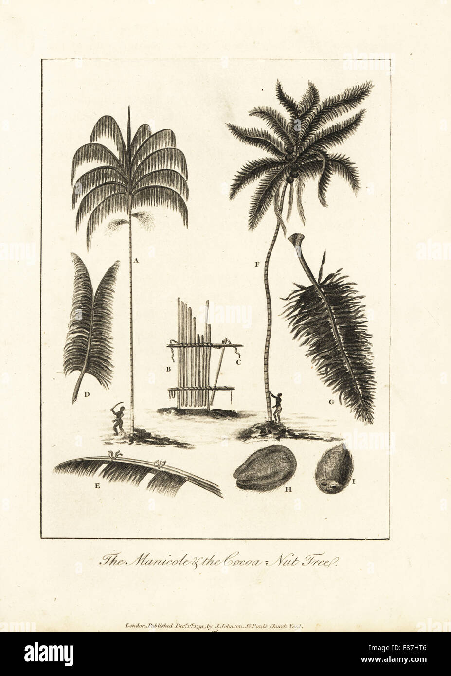Manicole or acai palm, Euterpe oleracea A-E, and cocoa-nut or coconut ...