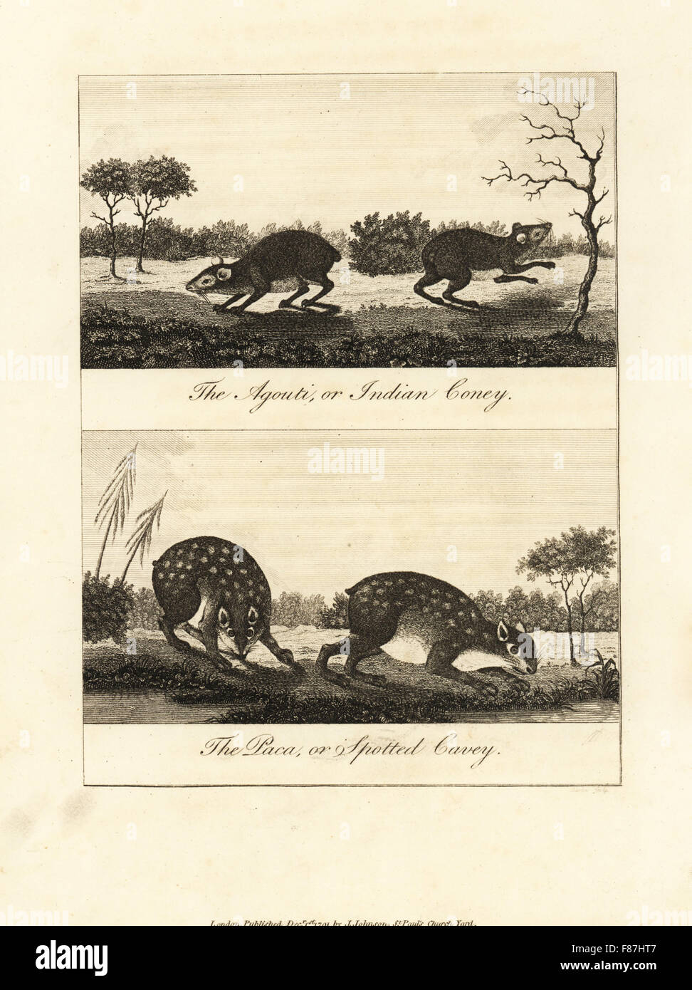 Red-rumped agouti or Indian coney, Dasyprocta leporina leporina, and ...