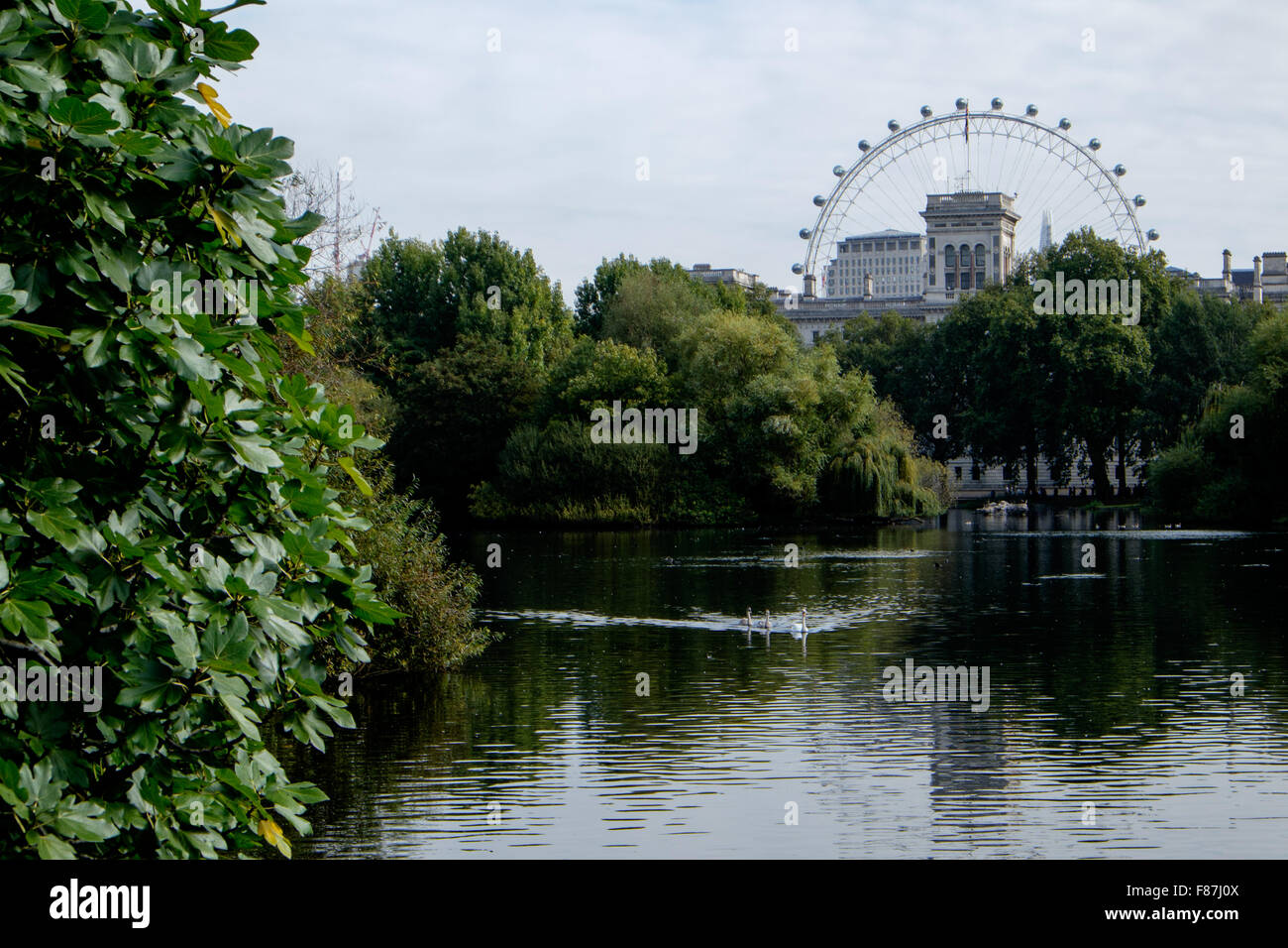 Saint james park pelican hi-res stock photography and images - Alamy