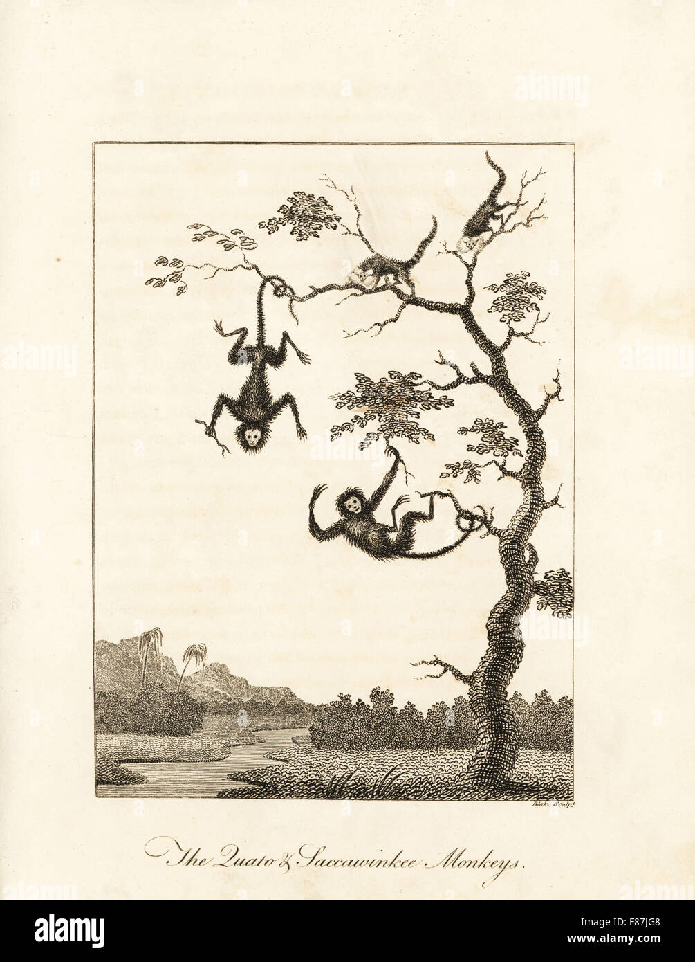 Red-faced spider monkey, Ateles paniscus, kwata or quato (vulnerable ...