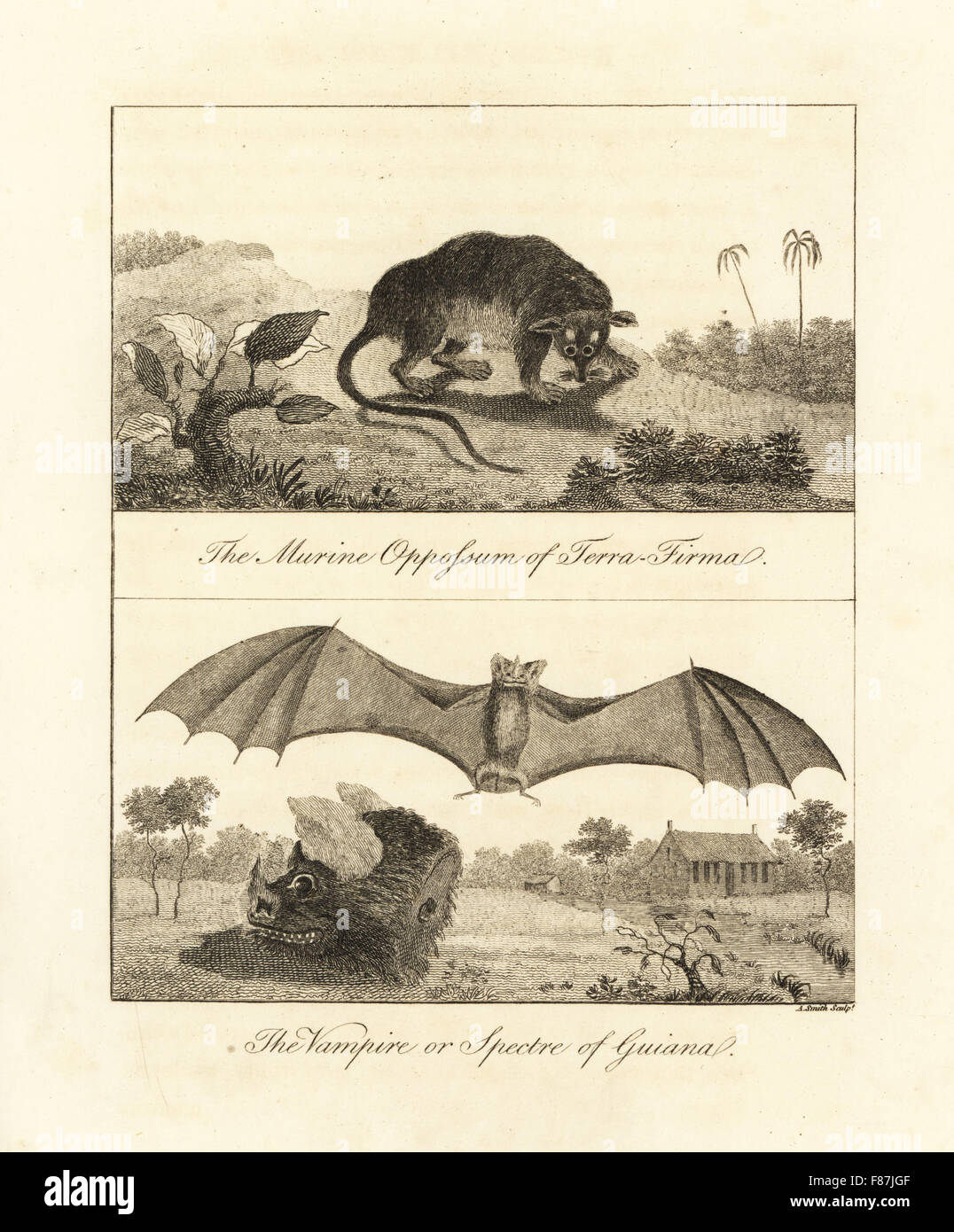 Four-eyed opossum, Philander opossum, and false vampire bat, Vampyrum ...