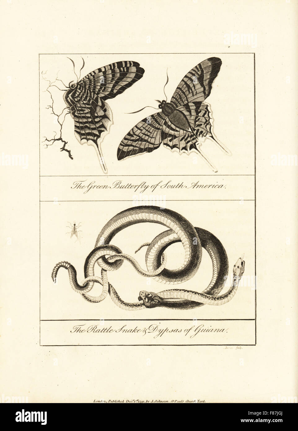 Green banded urania moth, Urania leilus, rattlesnake, Crotalus durissus ...