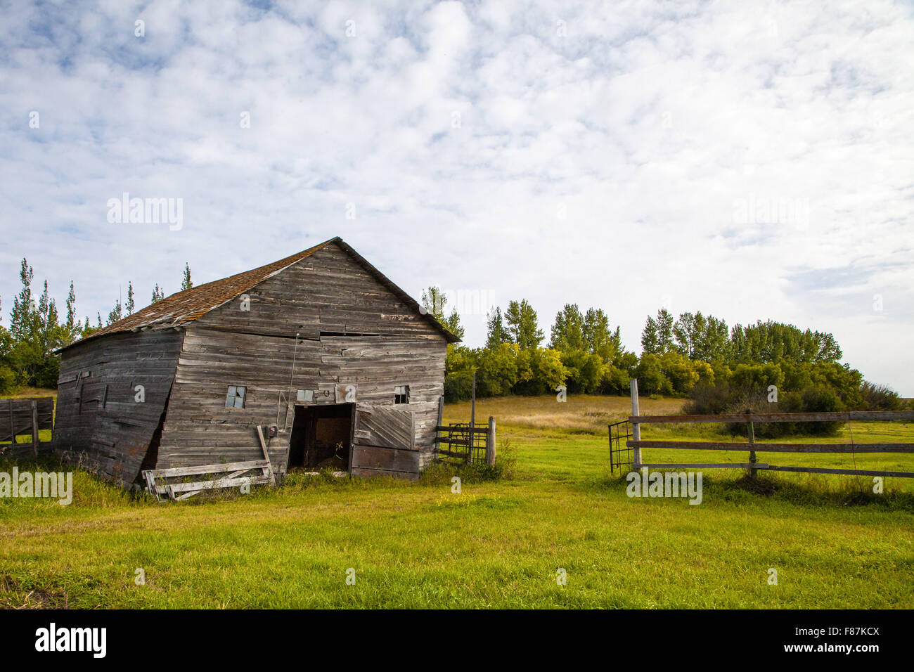 old dilapidated farm barn, a cowshed has a history of sheltering cows ...