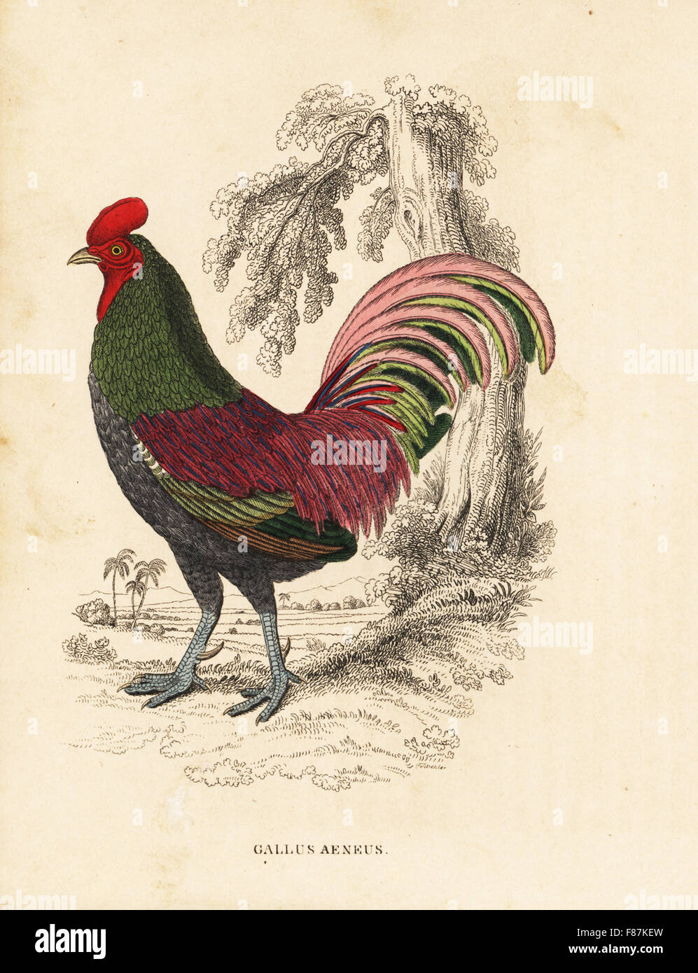 Bronzed cock of Sumatra, Gallus aeneus. Handcoloured lithograph from ...