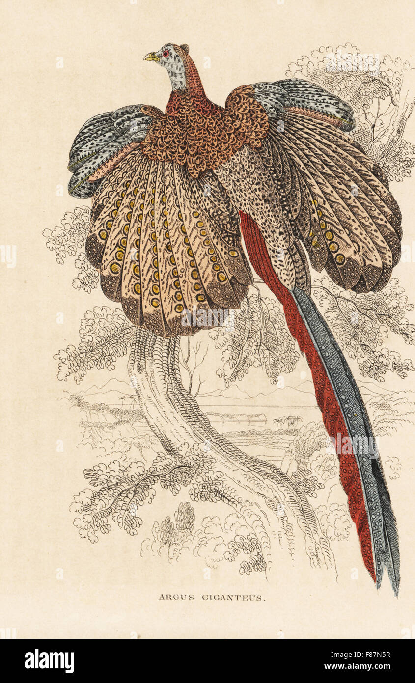 Great argus pheasant hi-res stock photography and images - Alamy