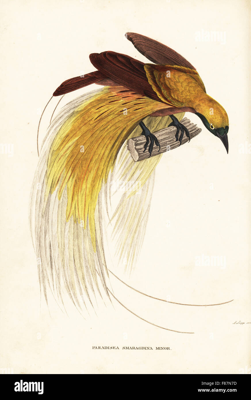 Lesser bird-of-paradise, Paradisaea minor (Paradisea smaragdina minor ...