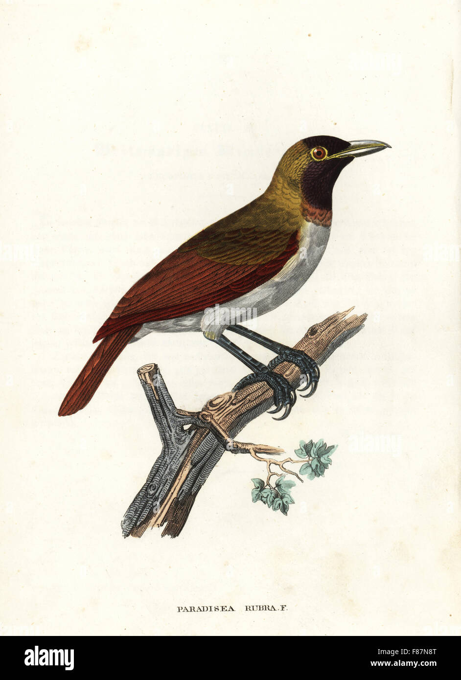 Female red bird-of-paradise, Paradisaea rubra (Paradisea rubra). After ...