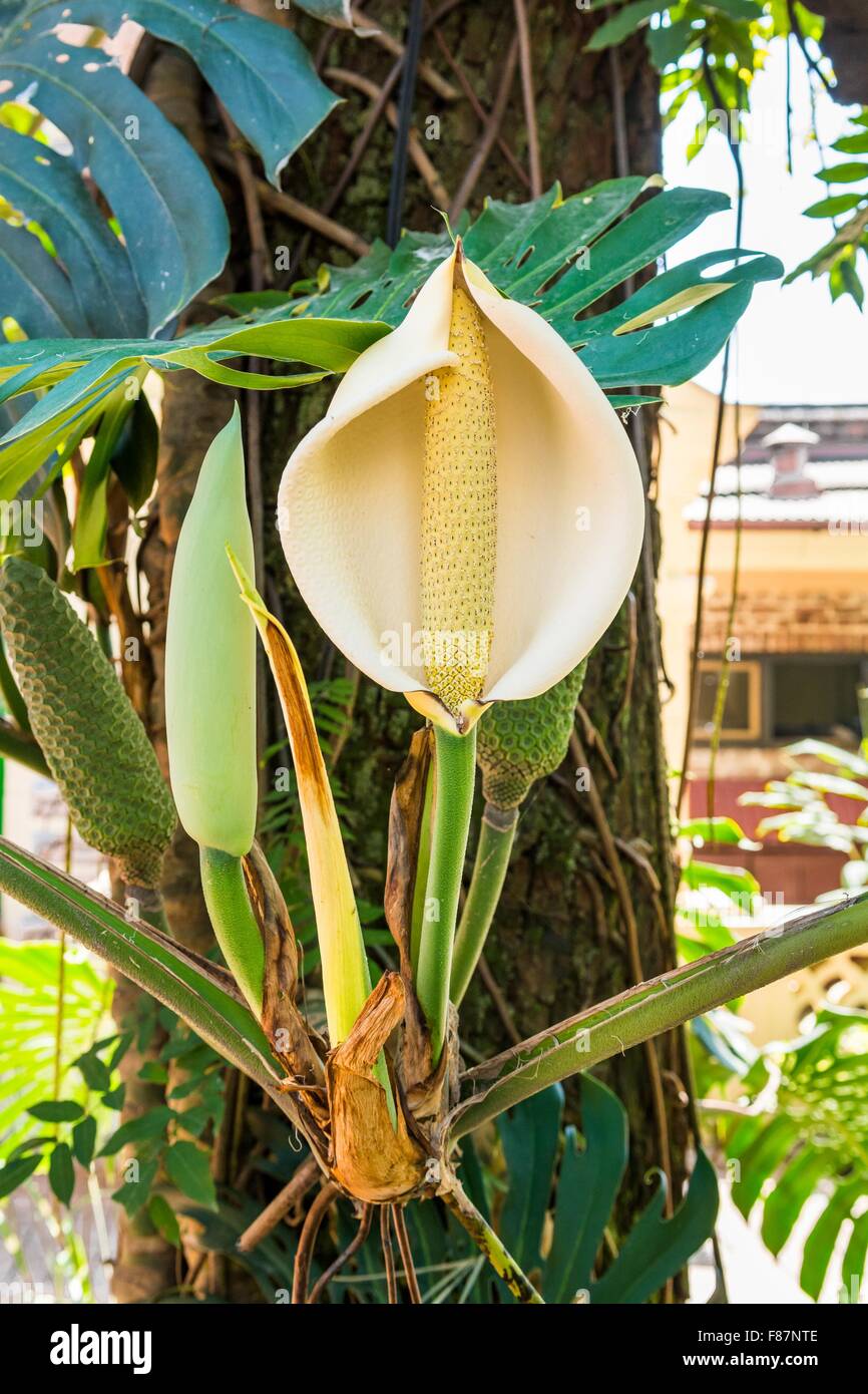 Monstera deliciosa plant Stock Photo - Alamy