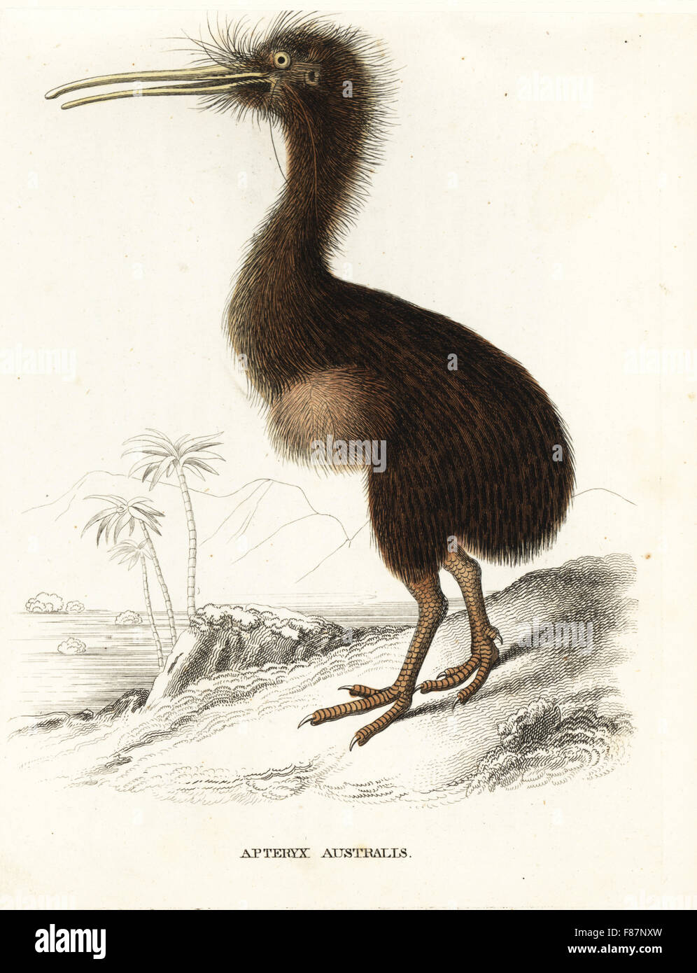 Southern brown kiwi, tokoeka, or common kiwi, Apteryx australis ...
