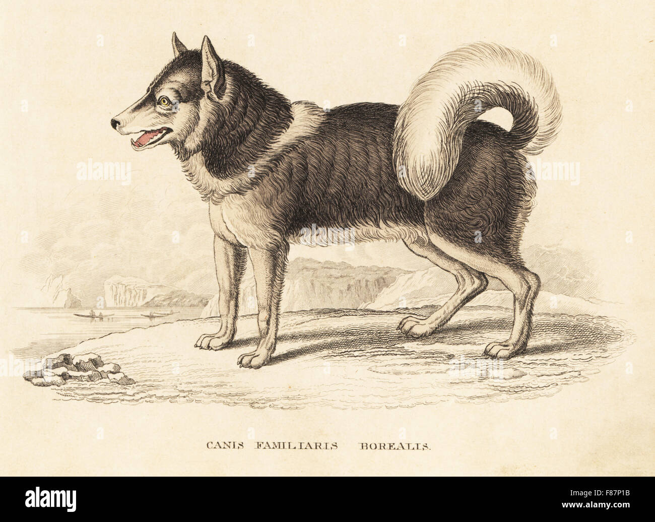 Canadian Inuit Dog Stock Photos & Canadian Inuit Dog Stock Images - Alamy