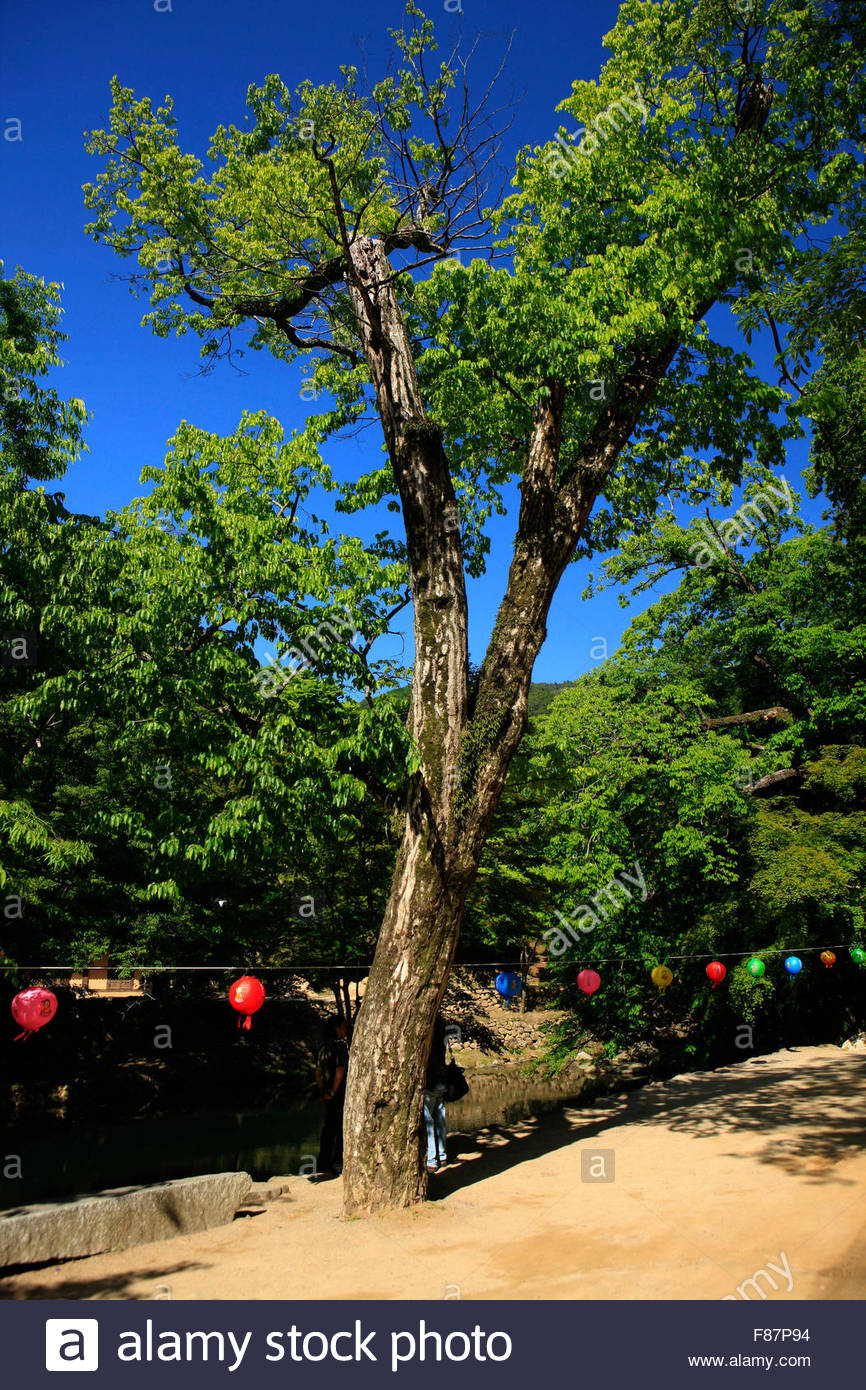 Korean Oak Stock Photos & Korean Oak Stock Images - Alamy
