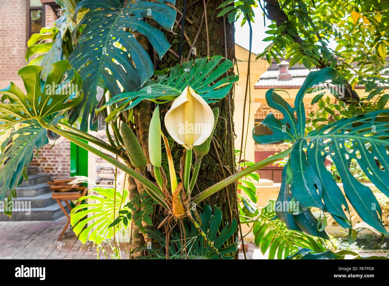 Delicious monster plant hi-res stock photography and images - Alamy
