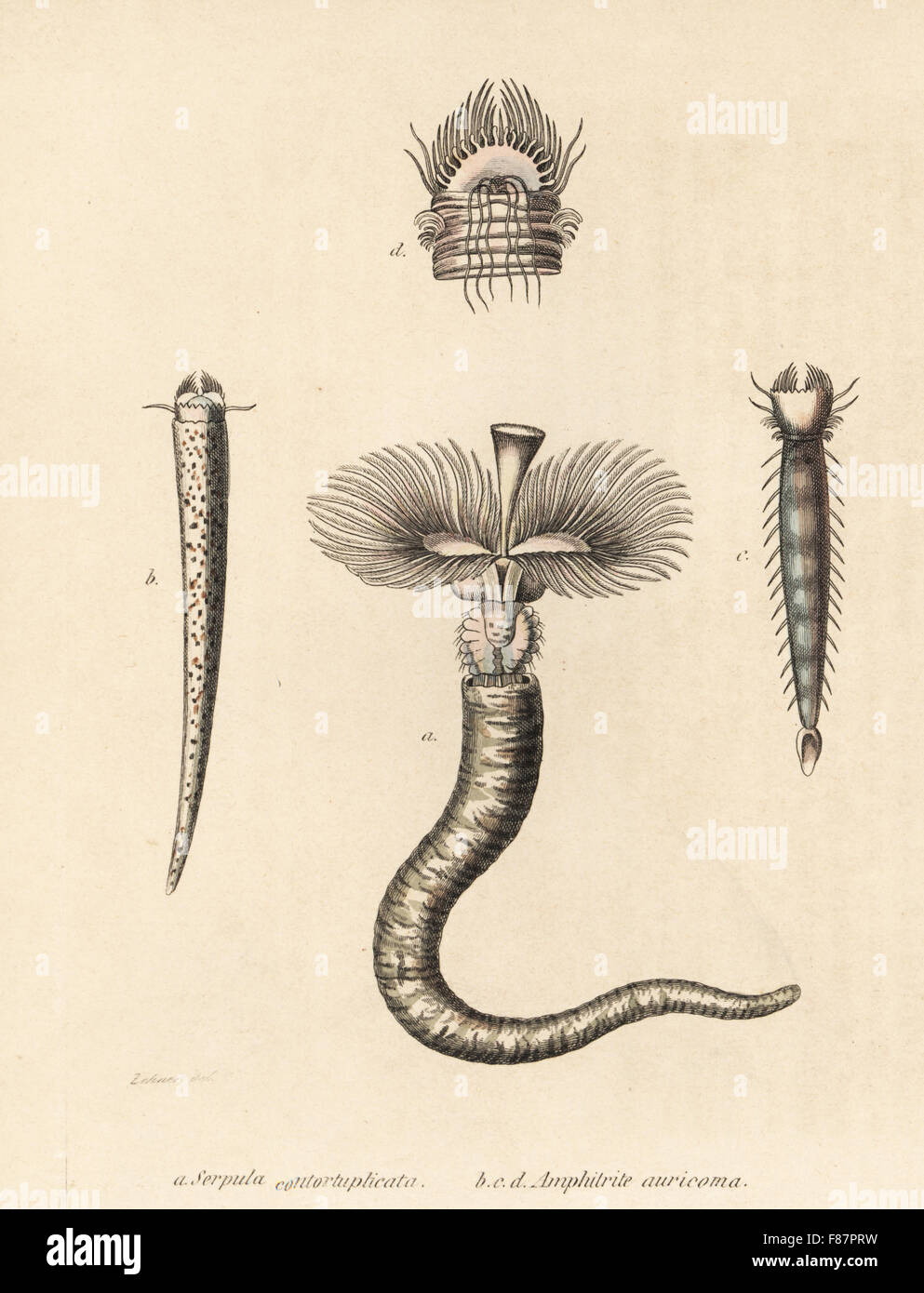Tubeworm serpula vermicularis serpula contortuplicata hi-res stock ...