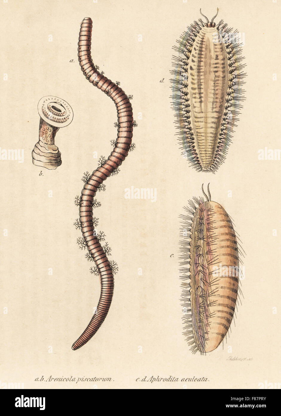 Lugworm, Arenicola marina (Arenicola piscatorum) and sea mouse ...