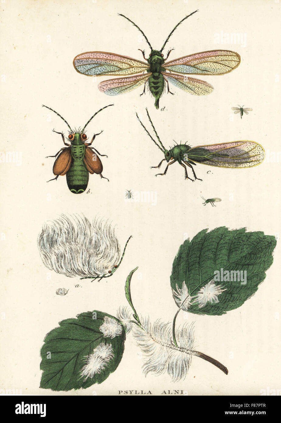 Alder psylla psylla alni adults hi-res stock photography and images - Alamy