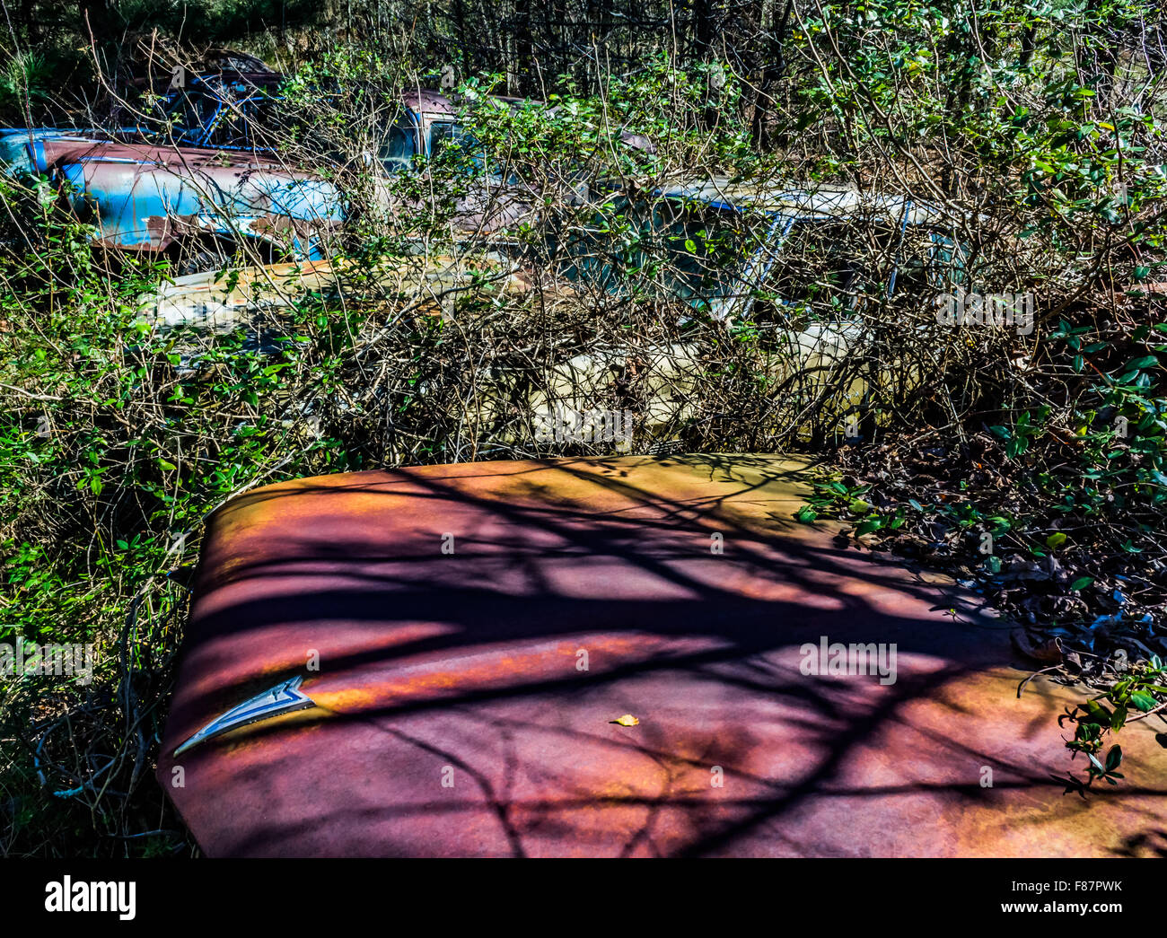 Old, junk cars in the woods Stock Photo - Alamy