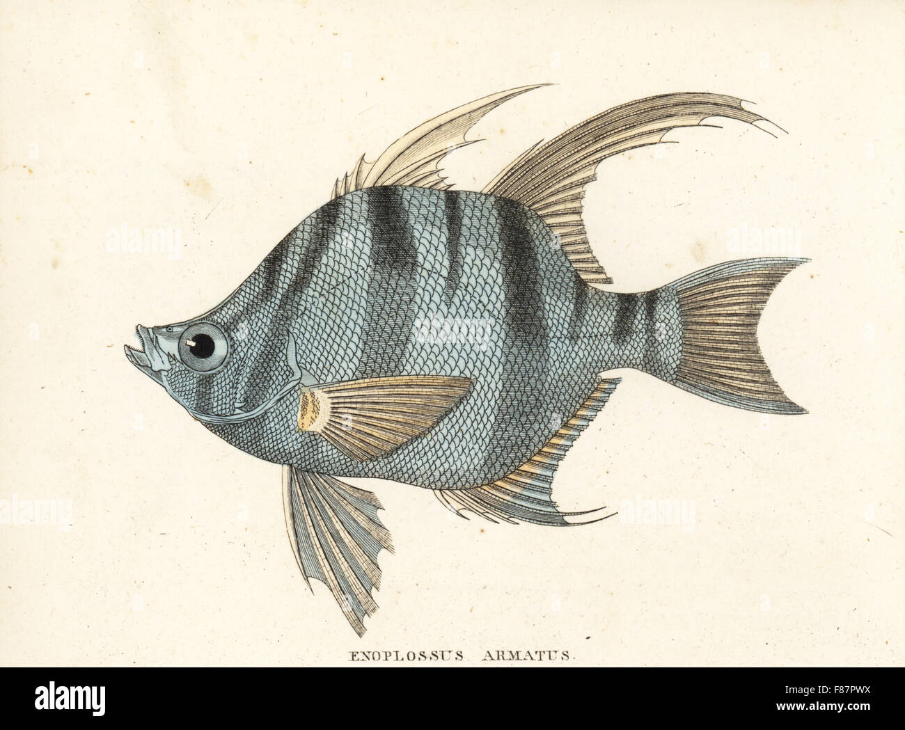 Old wife, Enoplosus armatus (Enoplossus armatus). Handcoloured ...