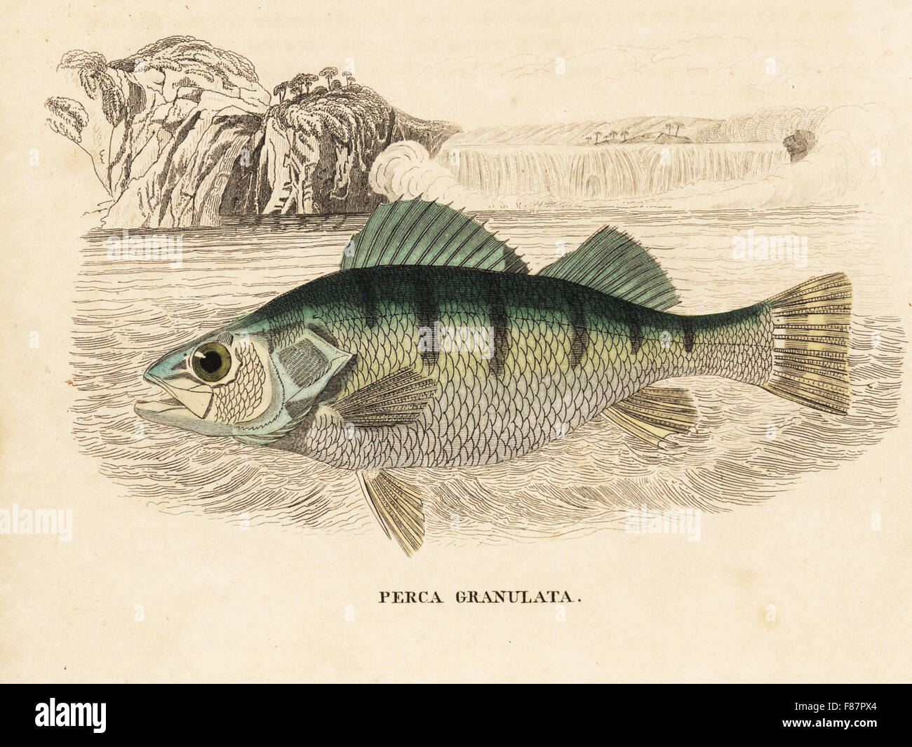 Yellow perch, Perca flavescens (granulated perch, Perca granulata ...