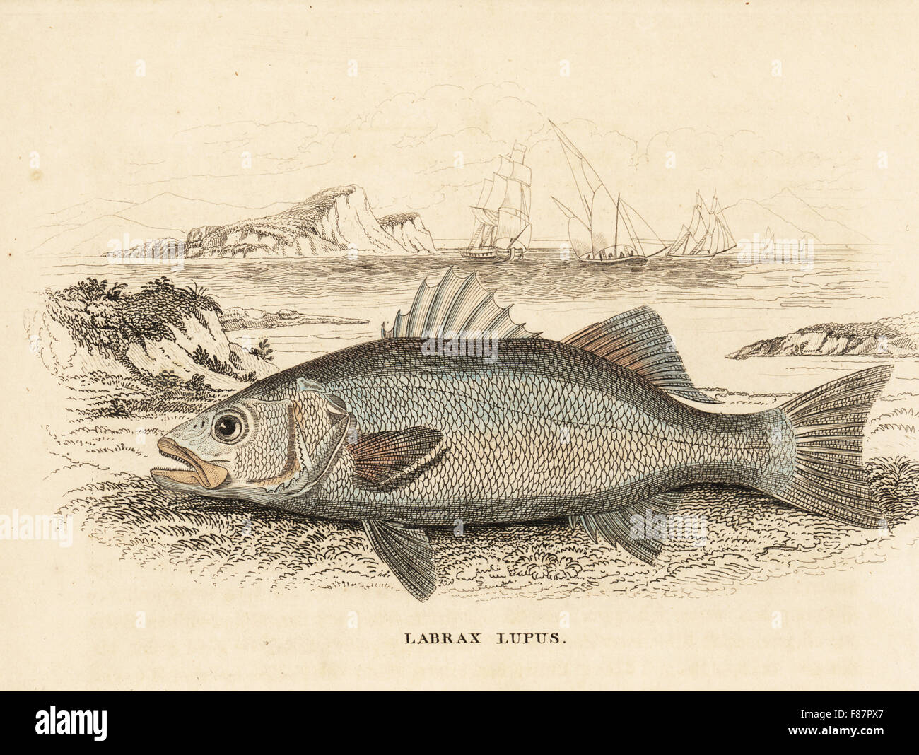 European seabass, Dicentrarchus labrax (Labrax lupus). Handcoloured ...