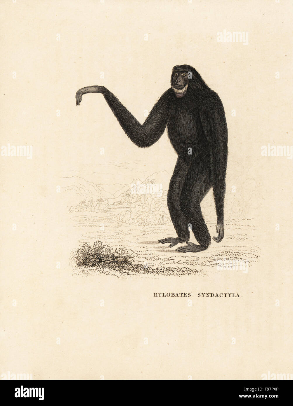 Siamang, Symphalangus syndactylus (Hylobates syndactyla). Endangered ...