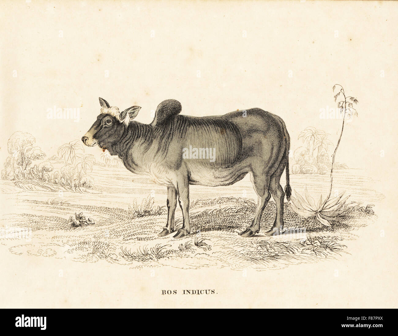 Zebu or humped cattle, Bos primigenius indicus (Indian buffalo, Bos ...