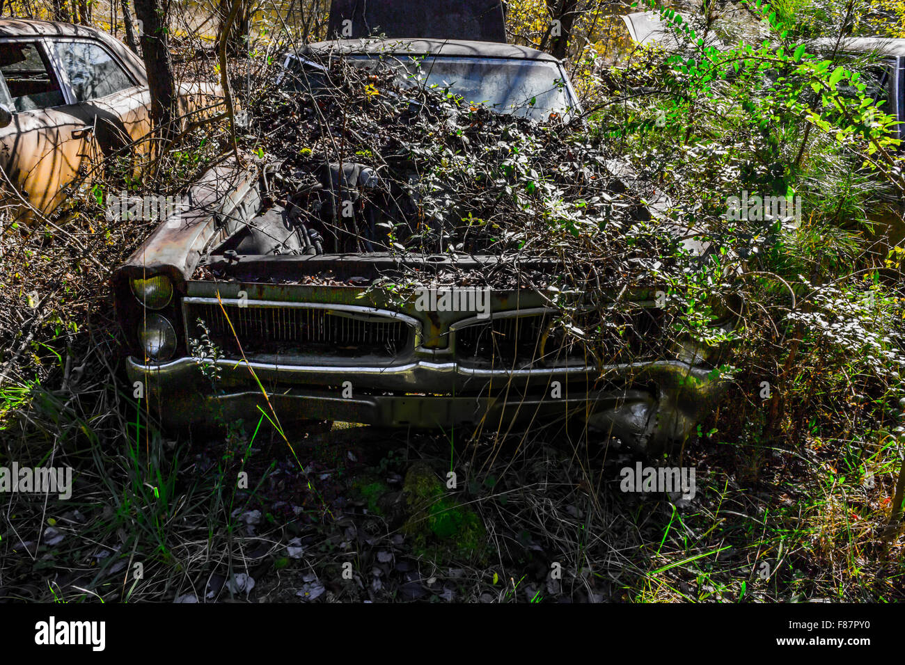 Old, junk cars in the woods Stock Photo - Alamy