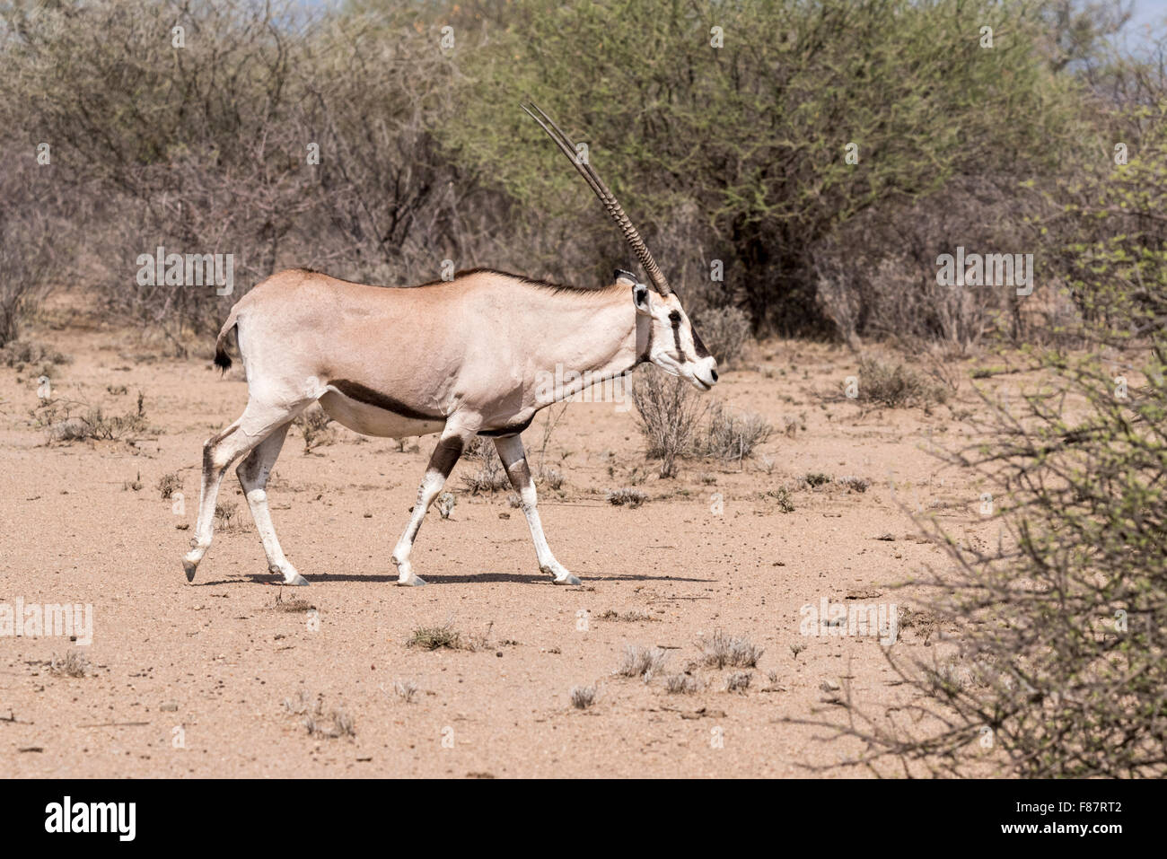 Walking oryx hi-res stock photography and images - Alamy