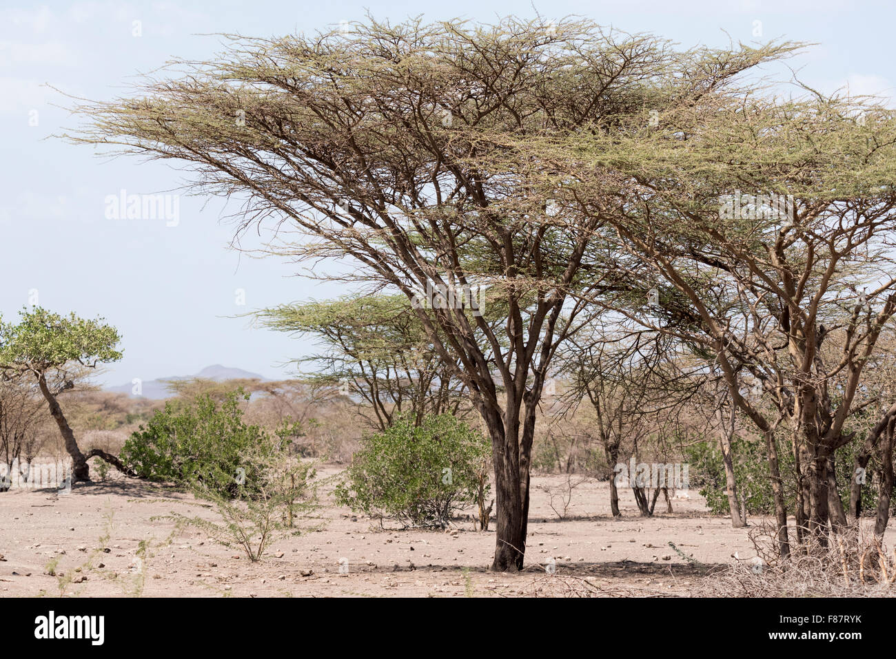 Semi arid savanna hi-res stock photography and images - Alamy