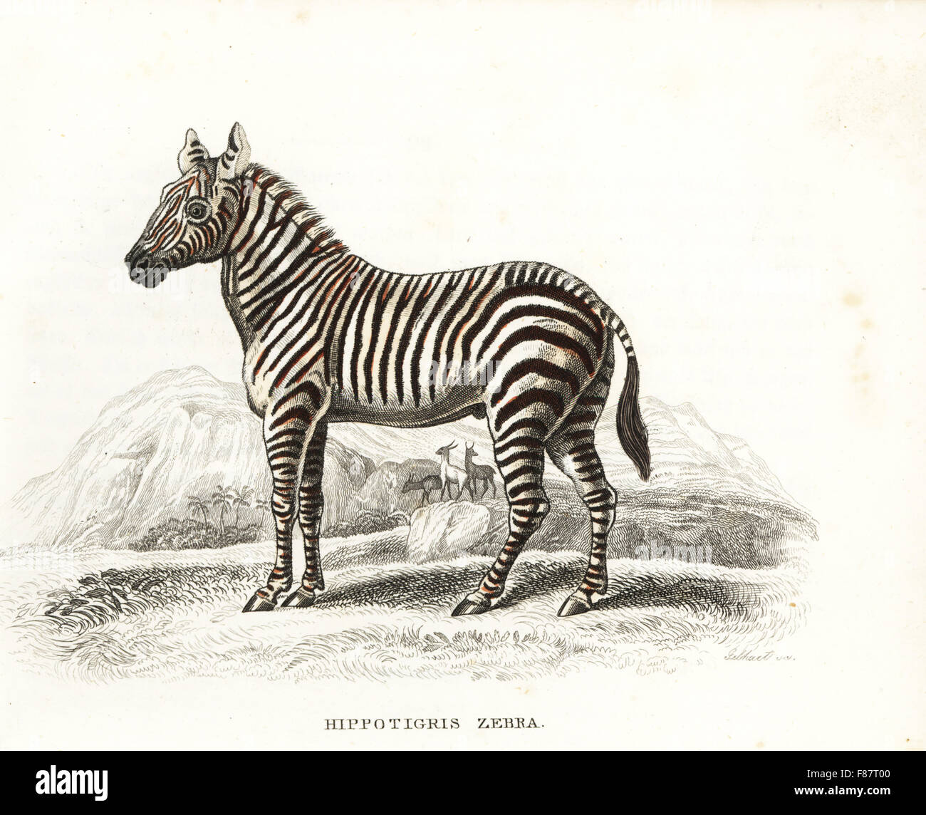 Plains zebra, Equus quagga (zebra, Hippotigris zebra). Handcoloured ...